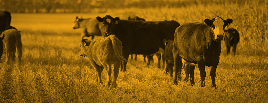 Cattle Artificial Insemination | Olds College of Agriculture ...