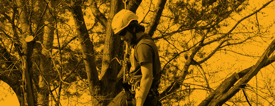 Utility Tree Worker Safety Training | Olds College of Agriculture ...