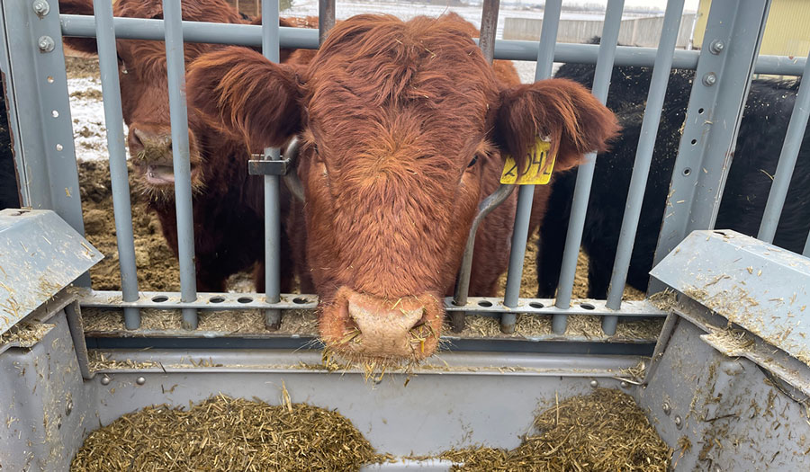 Residual Feed Intake (RFI) Testing for Producers/Industry